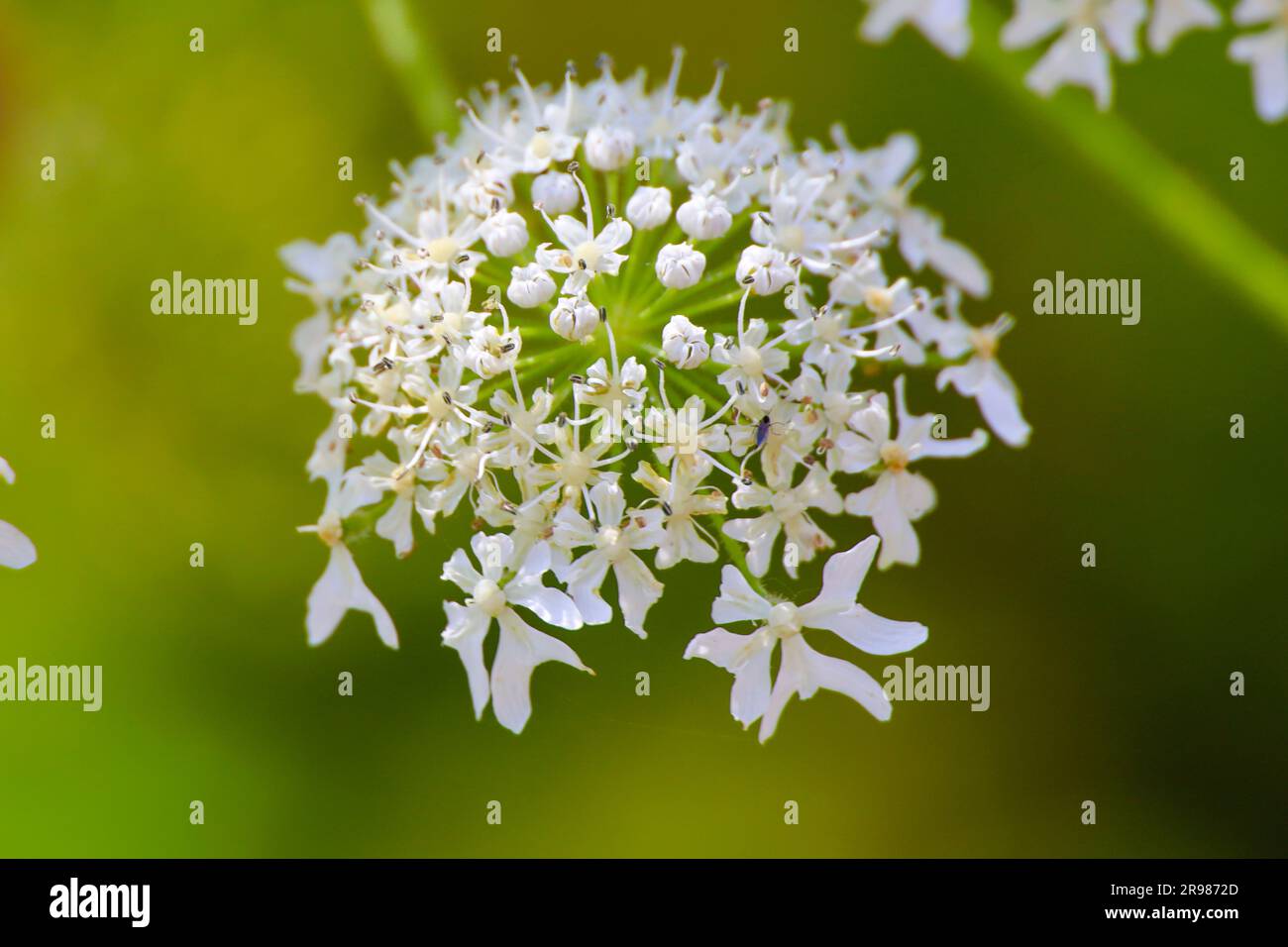 Flower of hogweed along roadside during flowering phase Stock Photo - Alamy