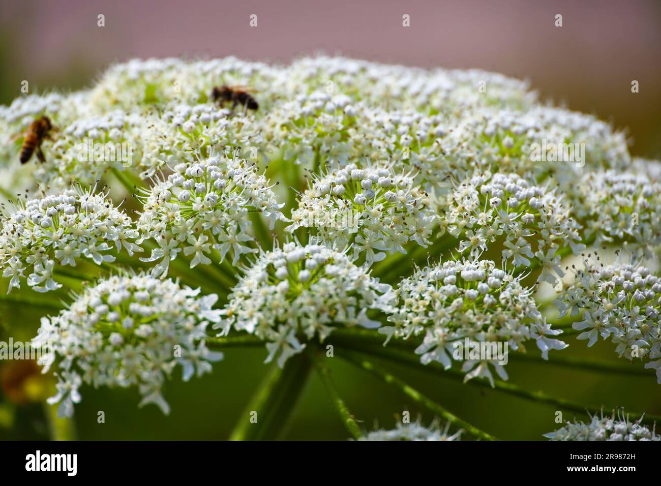 Flower of hogweed along roadside during flowering phase Stock Photo - Alamy
