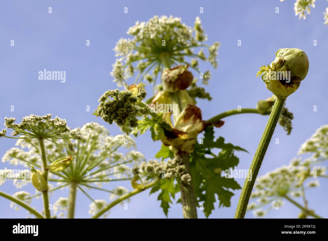 Flower of hogweed along roadside during flowering phase Stock Photo - Alamy