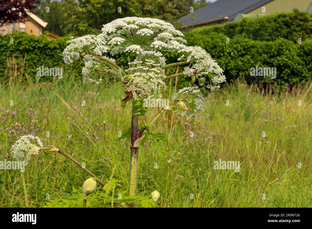 Flower of hogweed along roadside during flowering phase Stock Photo - Alamy