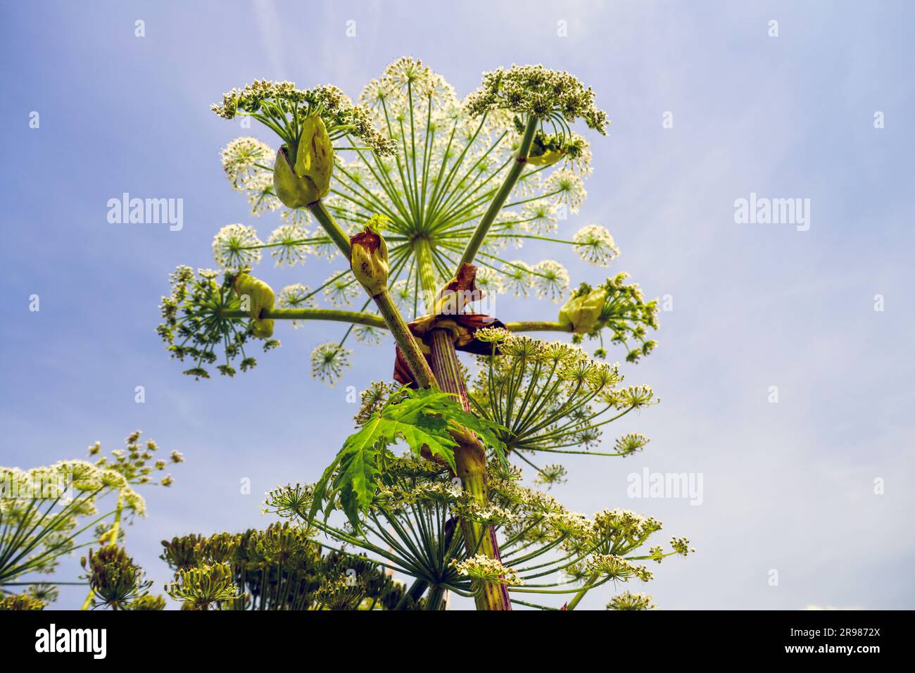 Flower of hogweed along roadside during flowering phase Stock Photo - Alamy
