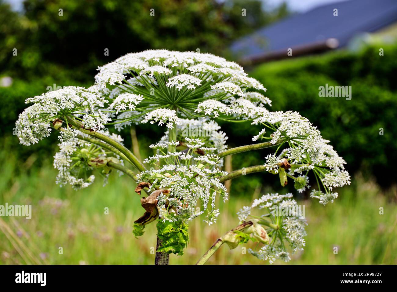 Flower of hogweed along roadside during flowering phase Stock Photo - Alamy