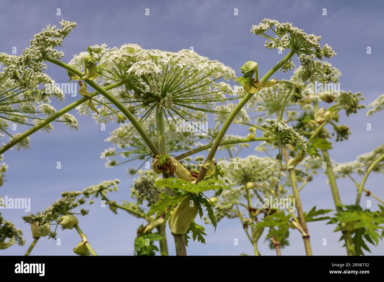 Flower of hogweed along roadside during flowering phase Stock Photo - Alamy