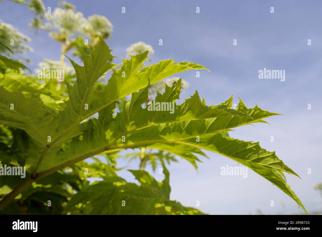 Flower of hogweed along roadside during flowering phase Stock Photo - Alamy