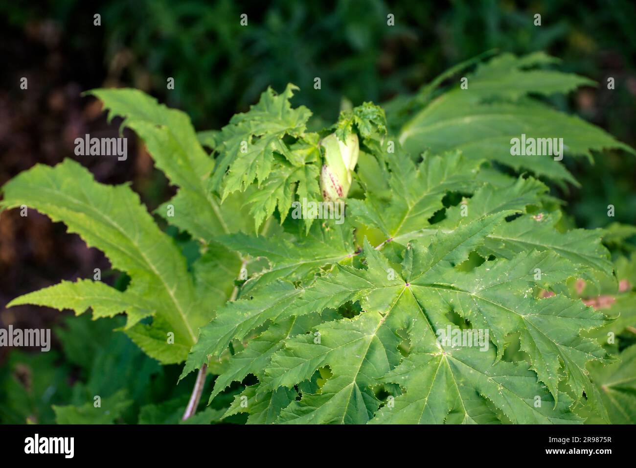 Flower in bud of hogweed along roadside during flowering phase Stock ...
