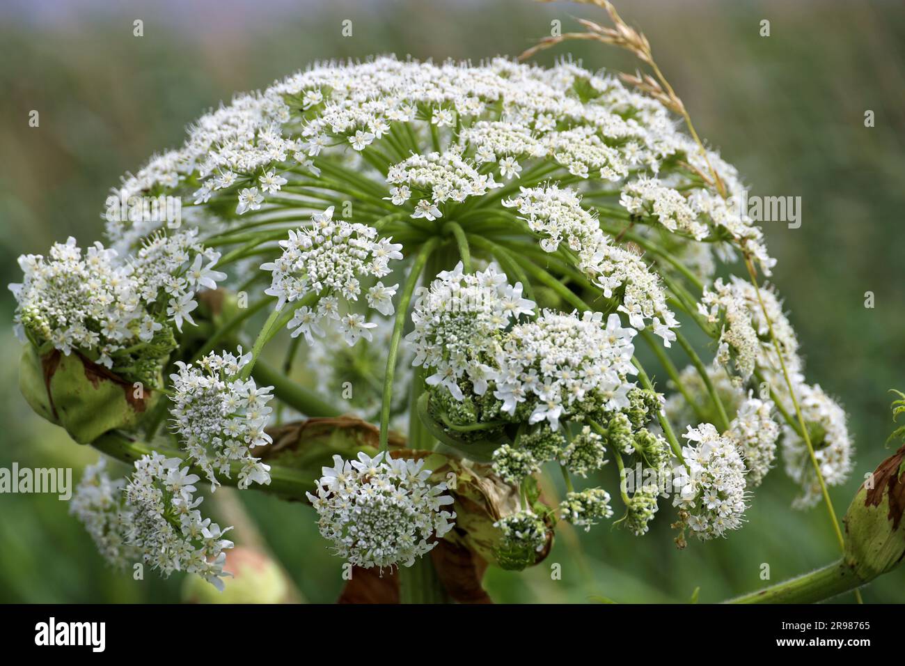 Flower of hogweed along roadside during flowering phase Stock Photo - Alamy