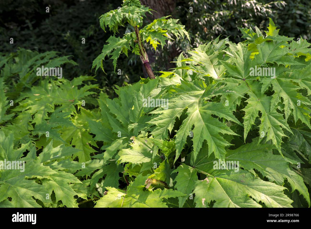 Flower in bud of hogweed along roadside during flowering phase Stock ...