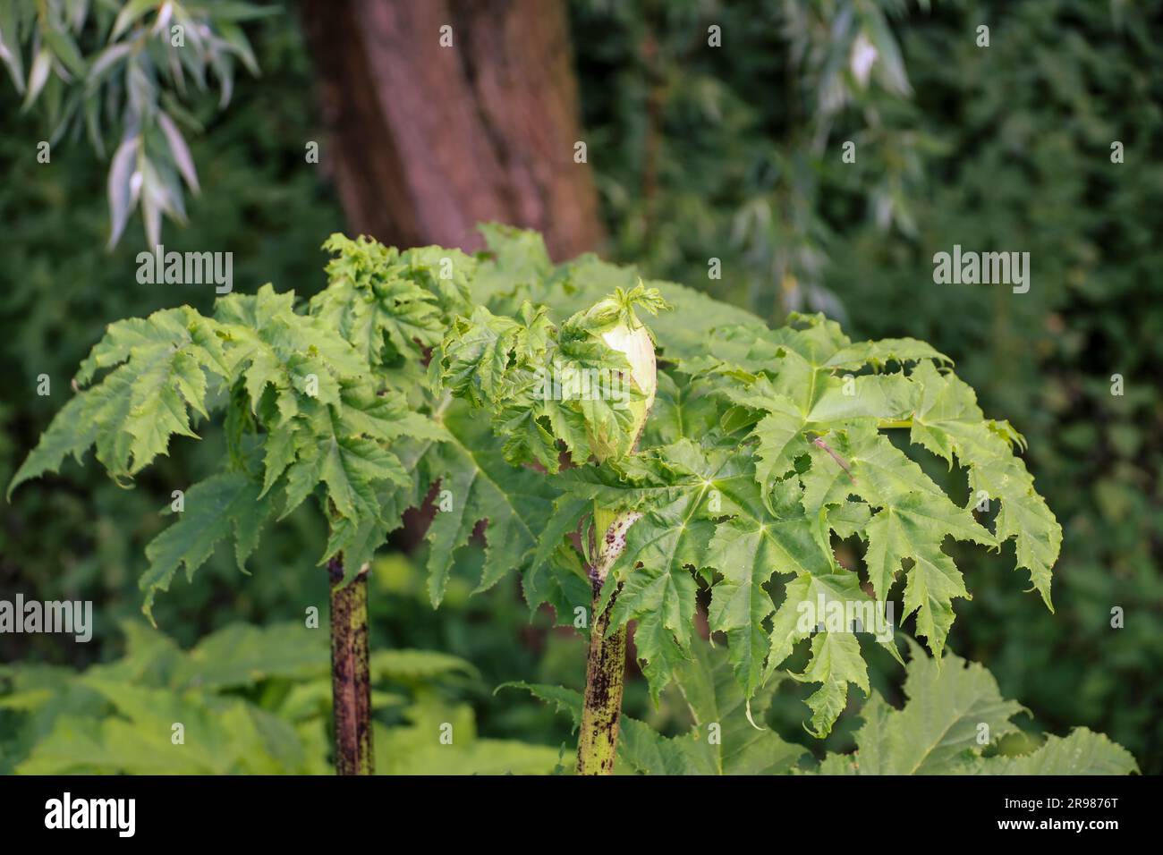 Flower in bud of hogweed along roadside during flowering phase Stock Photo - Alamy