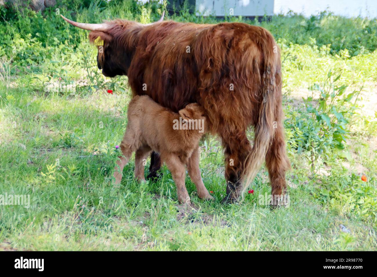 Red Highland cow with a calf at the Eiland van Brienenoord in Rotterdam ...