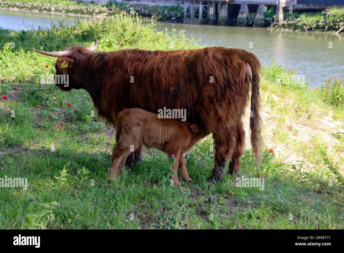 Red Highland cow with a calf at the Eiland van Brienenoord in Rotterdam ...
