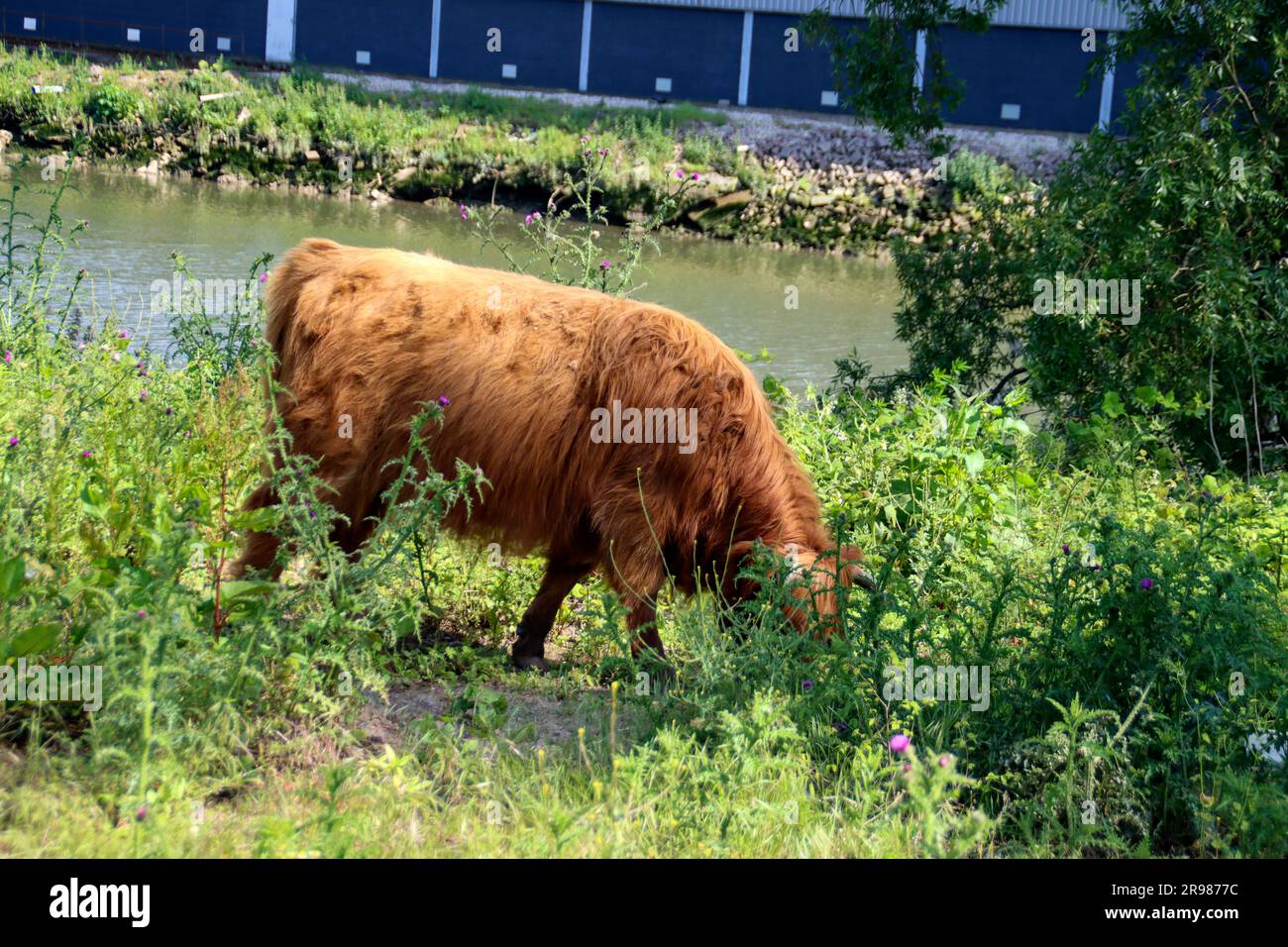 Red Highland cow with a calf at the Eiland van Brienenoord in Rotterdam ...