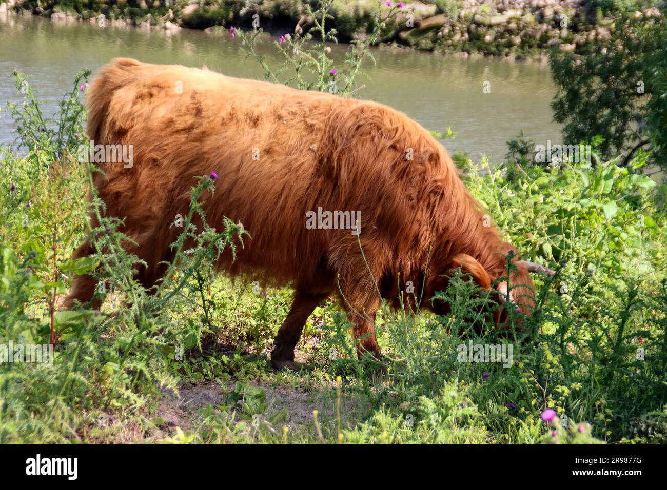 Red Highland cow with a calf at the Eiland van Brienenoord in Rotterdam ...