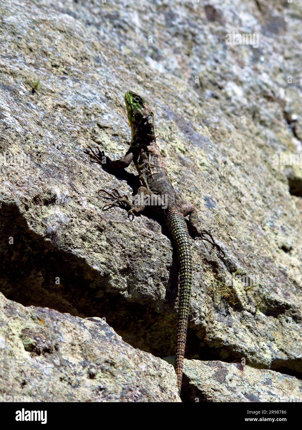 Lizard in Machu Picchu in Andes mountains, Peru Stock Photo - Alamy