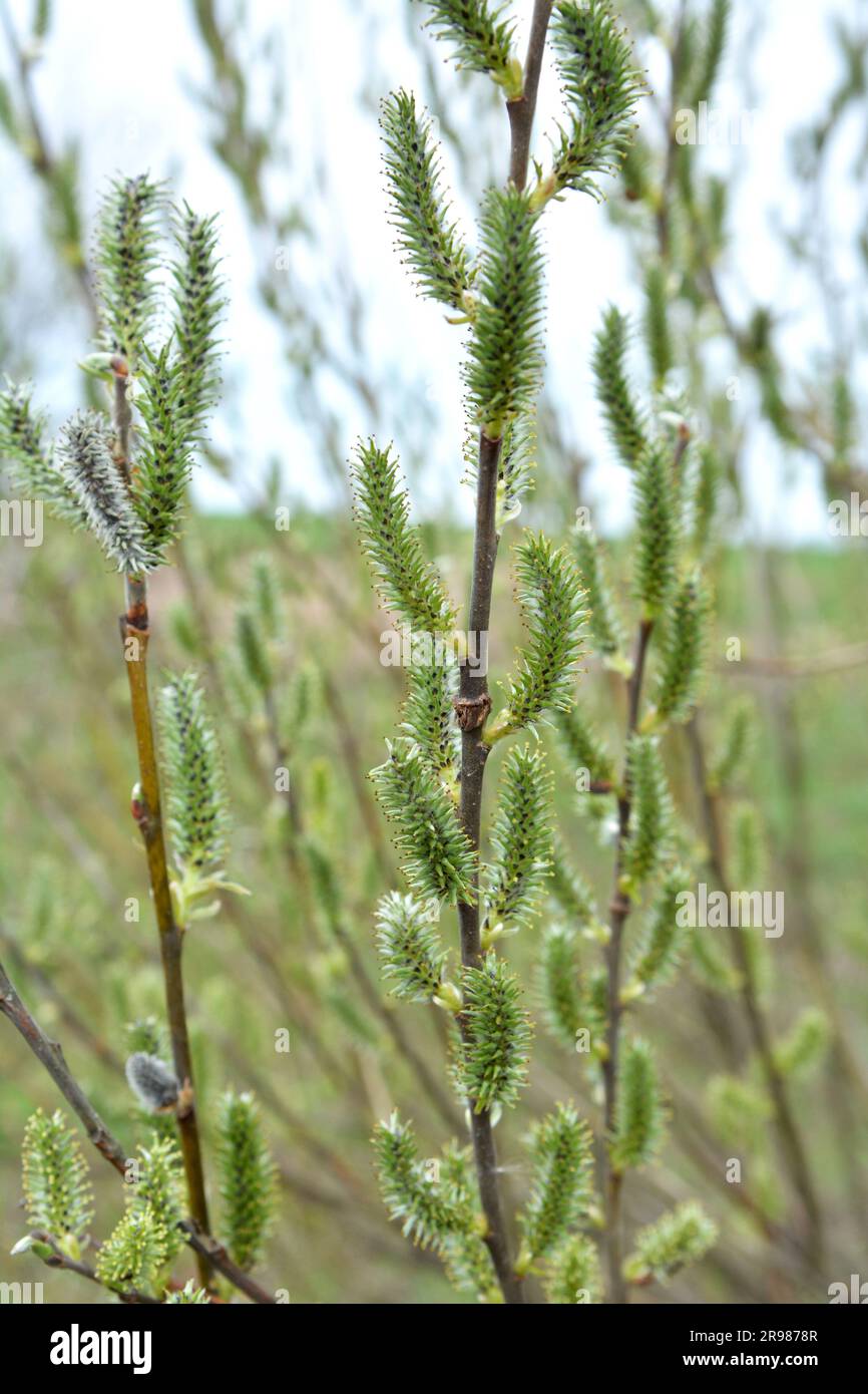 In spring, the willow (Salix) branch blooms in nature Stock Photo - Alamy