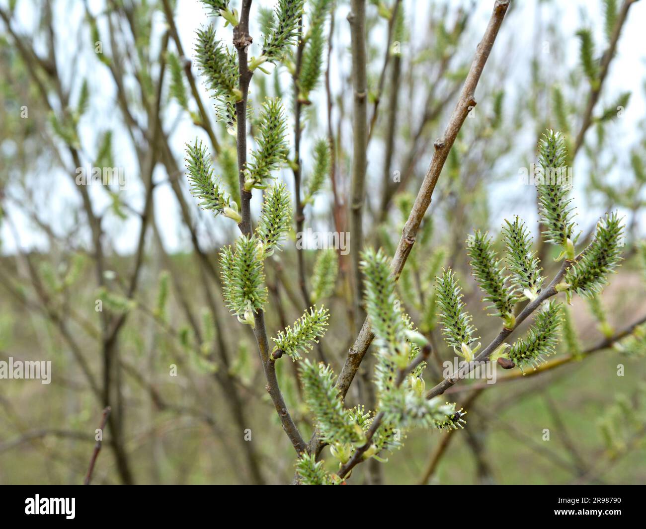 In spring, the willow (Salix) branch blooms in nature Stock Photo - Alamy