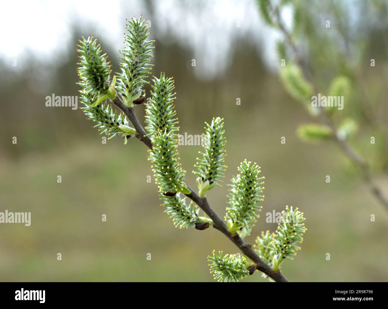 In spring, the willow (Salix) branch blooms in nature Stock Photo - Alamy