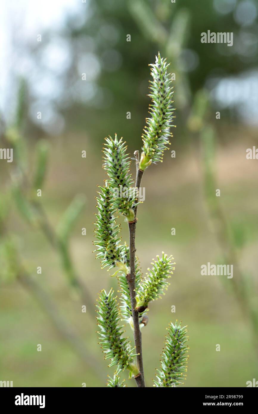 In spring, the willow (Salix) branch blooms in nature Stock Photo - Alamy