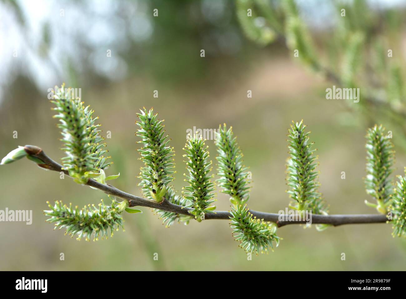 In spring, the willow (Salix) branch blooms in nature Stock Photo - Alamy