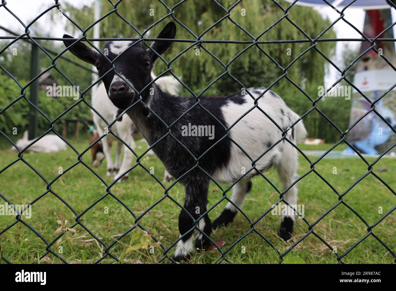 Goats with young goats at farm in Nieuwerkerk aan den IJssel in the ...