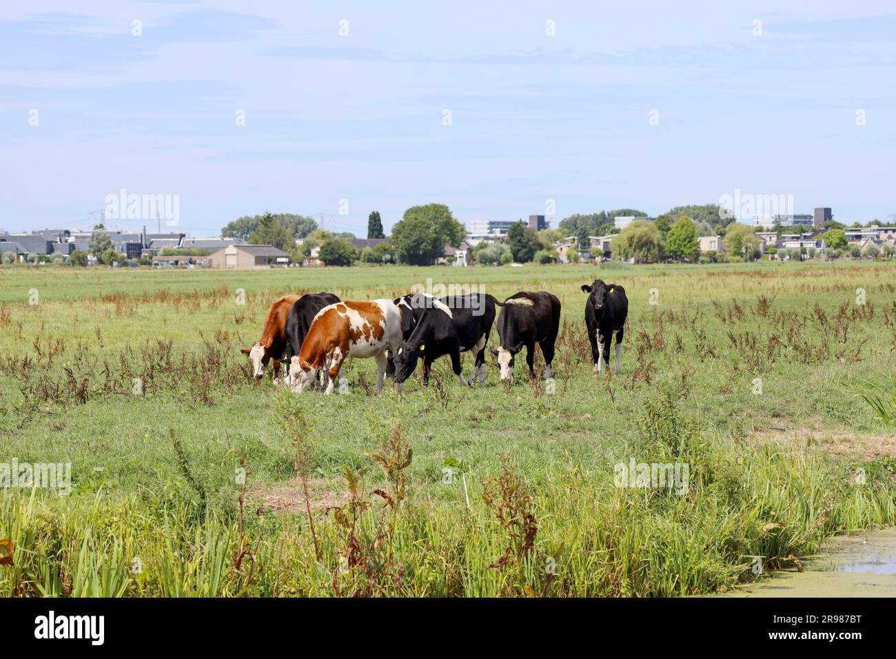 Red and black Holstein Frisian cows on a meadow in Nieuwerkerk aan den ...