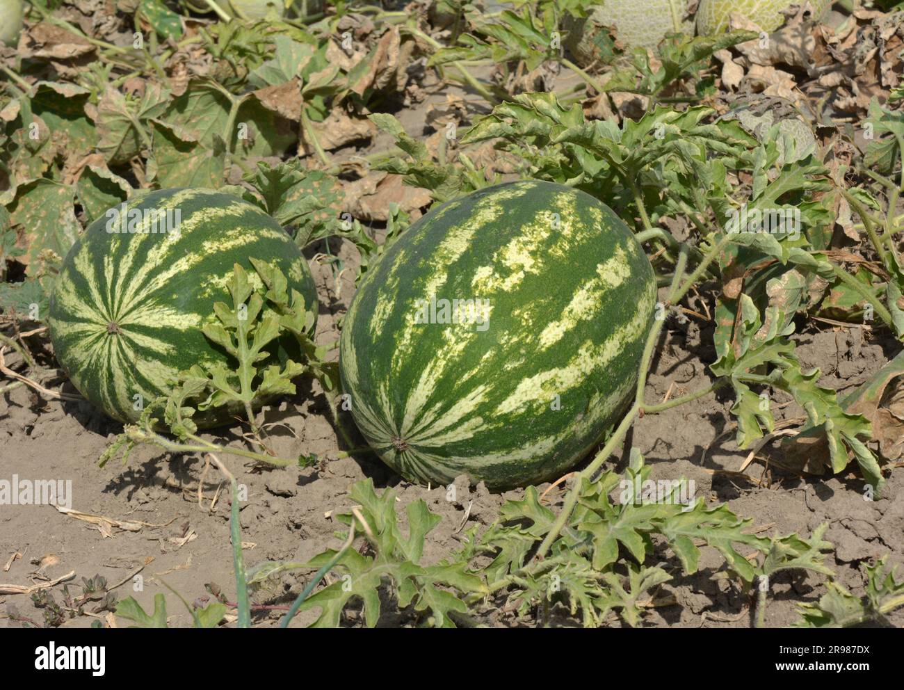 Watermelons growing in garden hi-res stock photography and images - Alamy