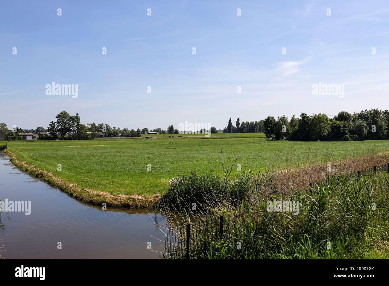 Meadows in the southern part of the Zuidplaspolder in the Netherlands ...