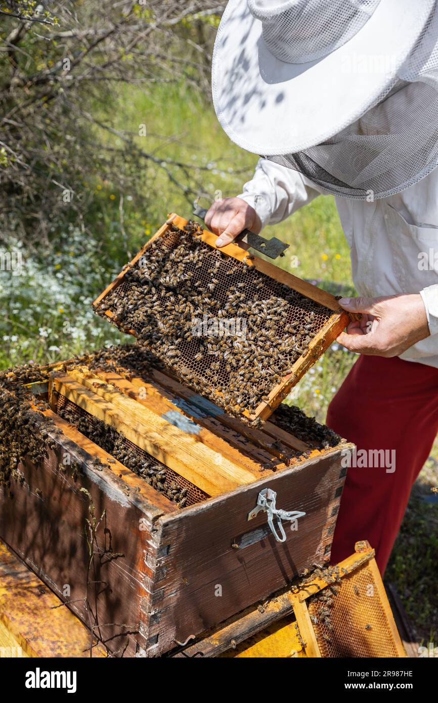 A beehive man-made structure to house a honey bee nest in Greek fields ...