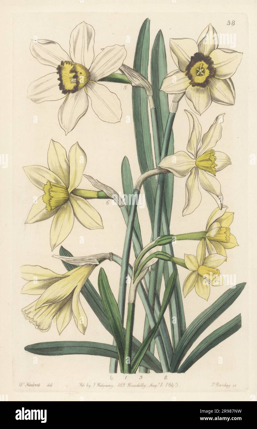 Daffodil varieties raised at Spofforth, the garden of William Herbert, Dean of Manchester ...