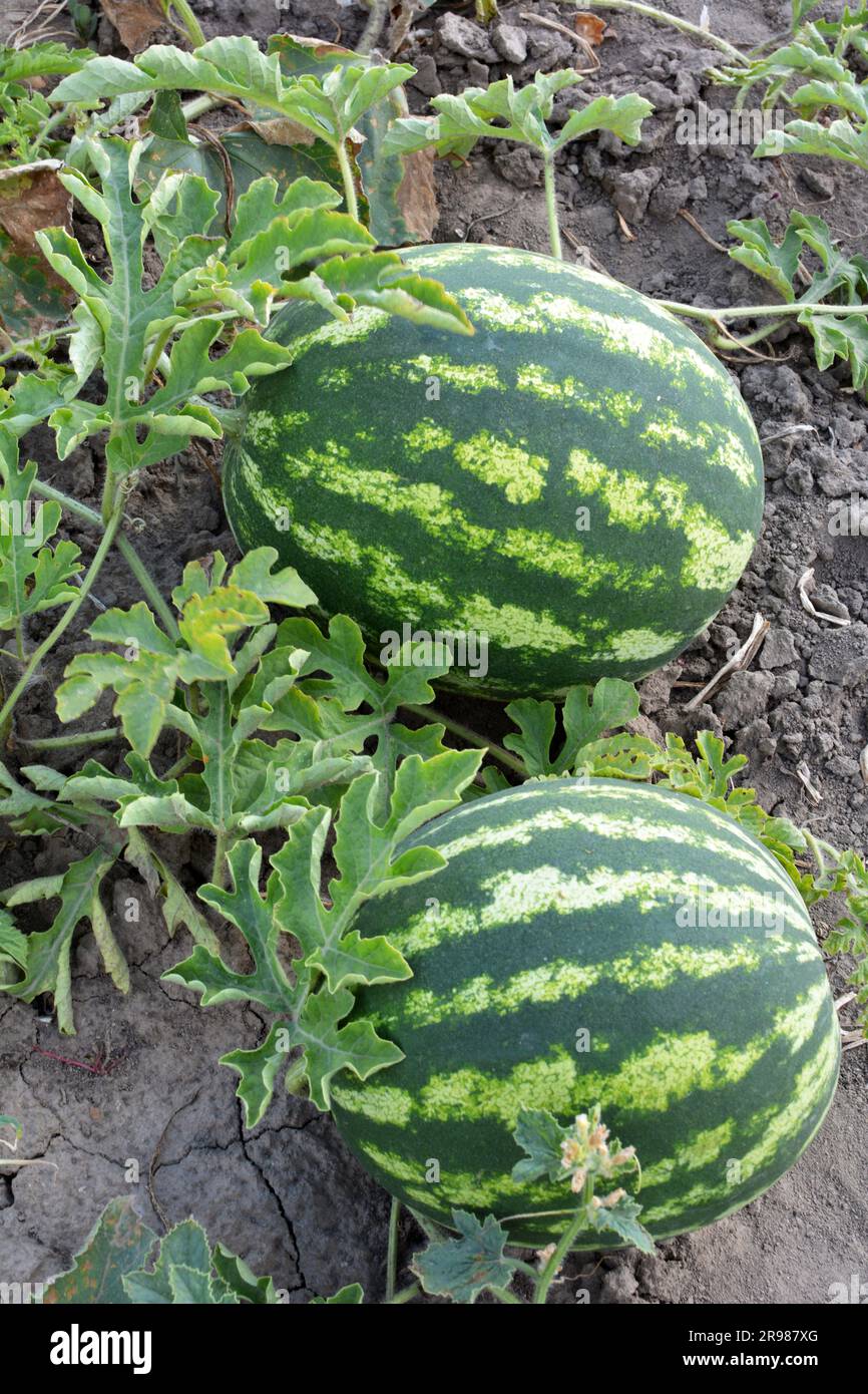 In the field, in the open ground watermelons ripen Stock Photo - Alamy