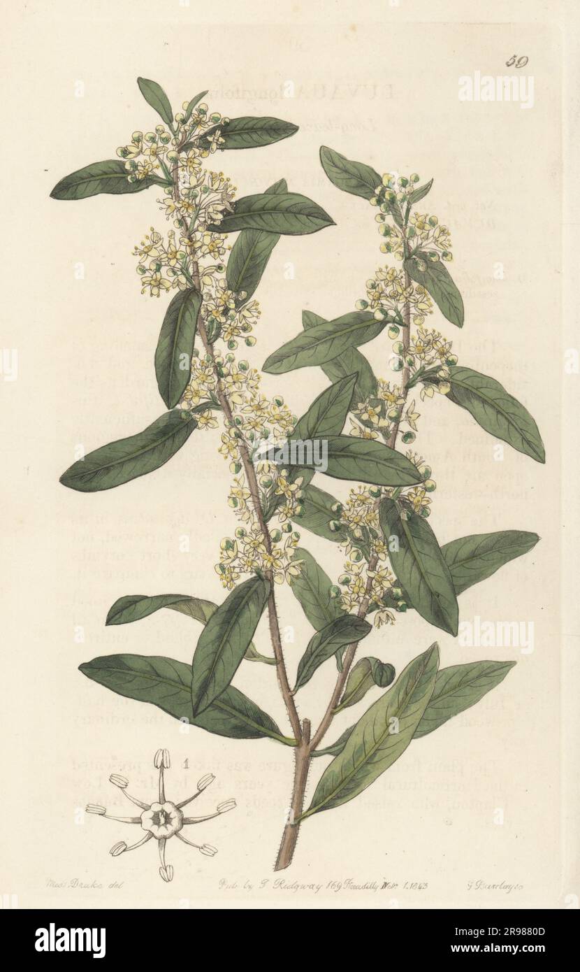 Schinus molle illustration hi-res stock photography and images - Alamy