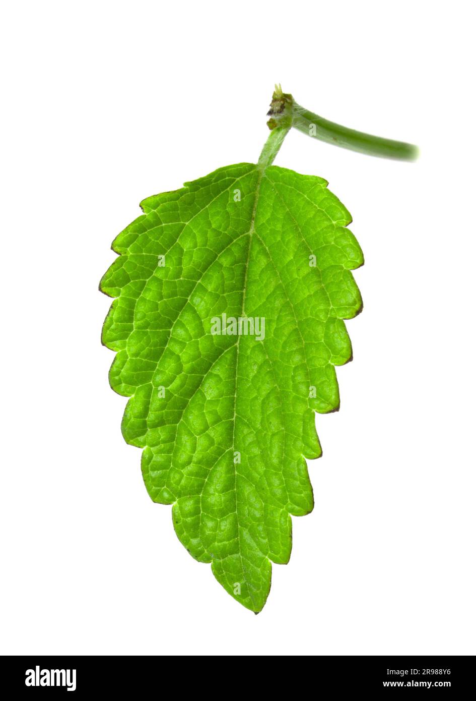 Lemon balm leaf isolated on white background. Fresh aromatic herbs for ...