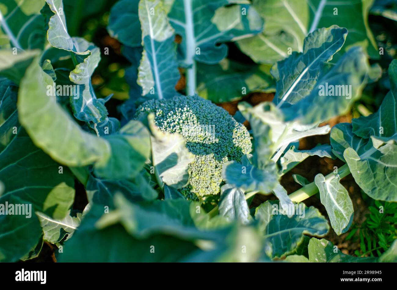 Cauliflower grows in the garden, in the summer Stock Photo - Alamy
