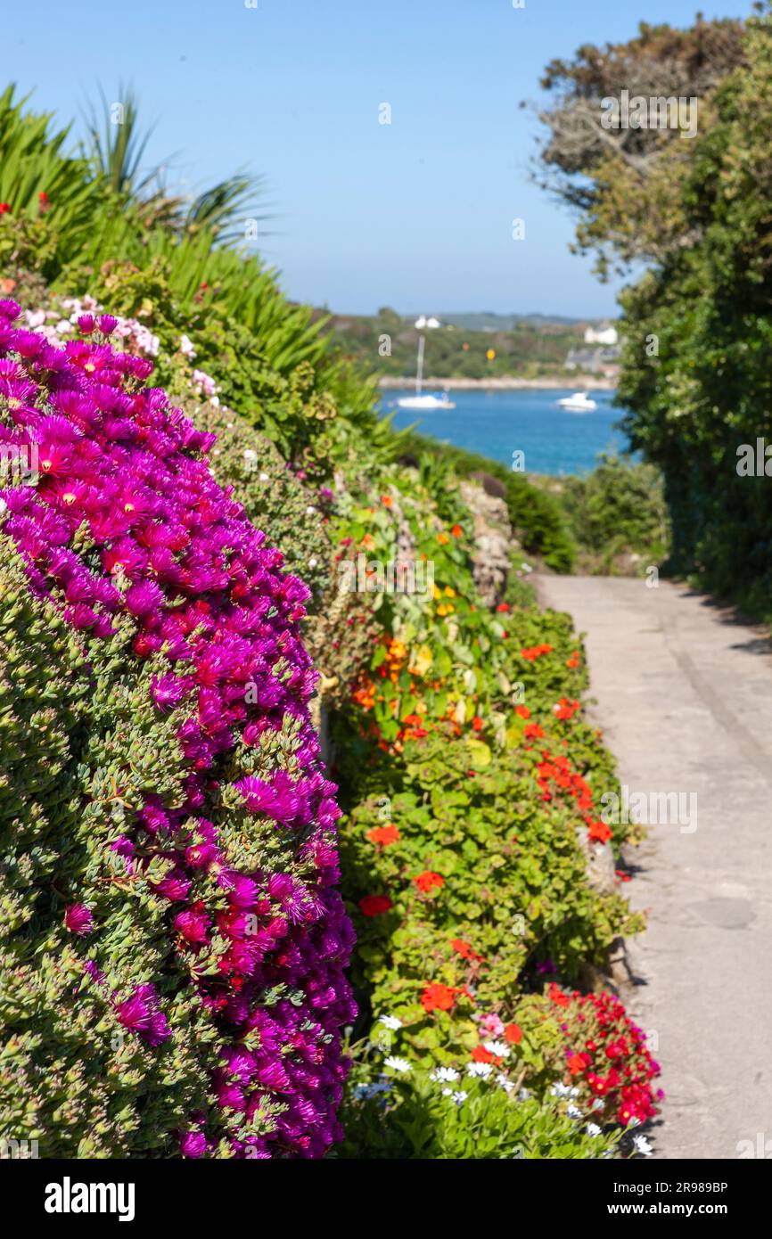 Lovely display of flowers on the bank of a lane on Bryher, Isles of ...