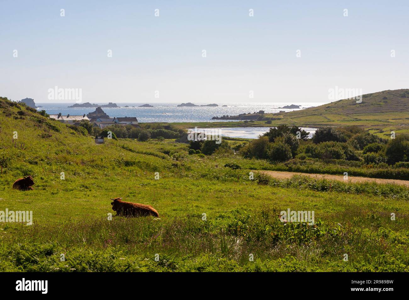 Cows in a paddock above Hell Bay Hotel and Great Porth, Bryher, Isles ...