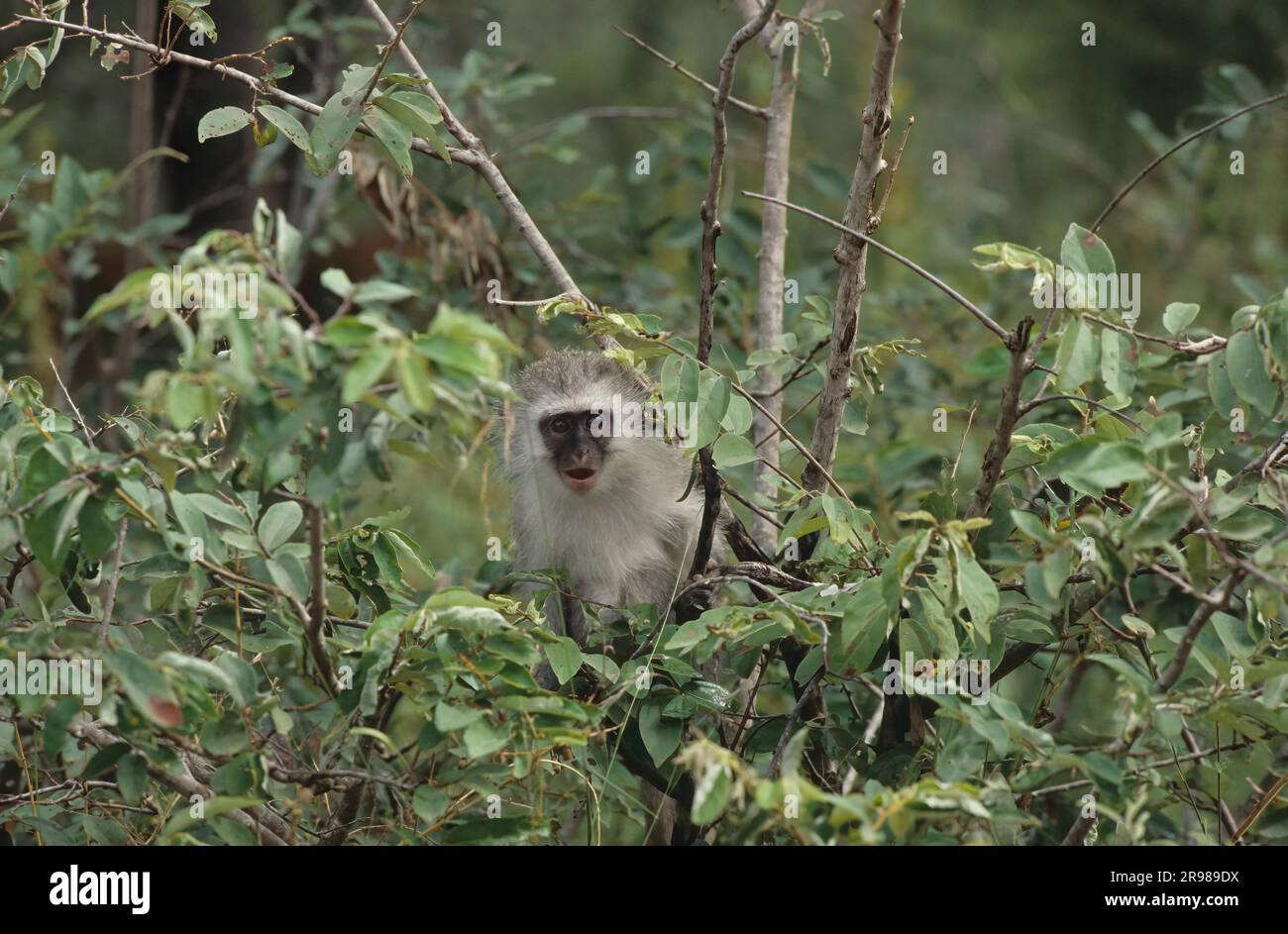 The vervet monkey (Chlorocebus pygerythrus), or simply vervet, is an Old World monkey of the ...