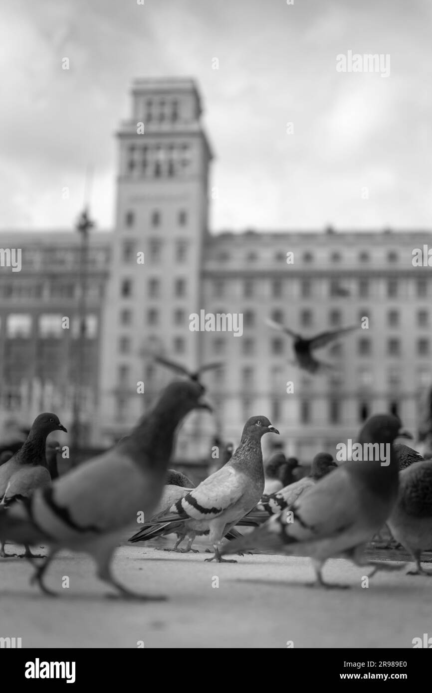 Old town hall spire Black and White Stock Photos & Images - Alamy