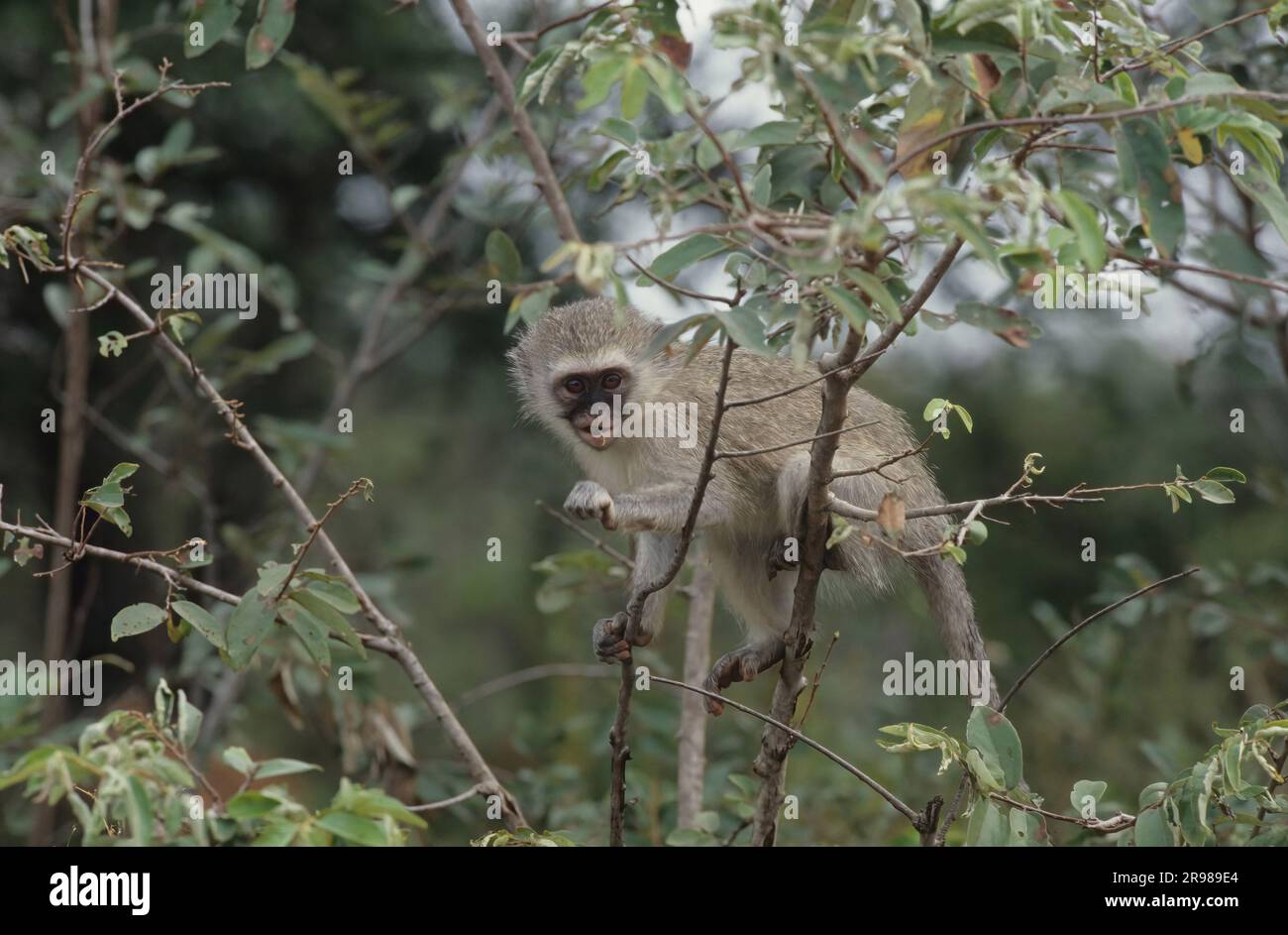 The vervet monkey (Chlorocebus pygerythrus), or simply vervet, is an Old World monkey of the ...