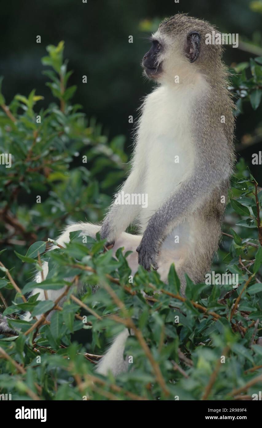 The vervet monkey (Chlorocebus pygerythrus), or simply vervet, is an Old World monkey of the ...