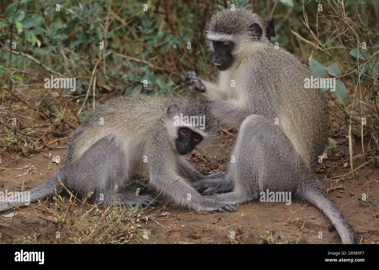 The vervet monkey (Chlorocebus pygerythrus), or simply vervet, is an Old World monkey of the ...