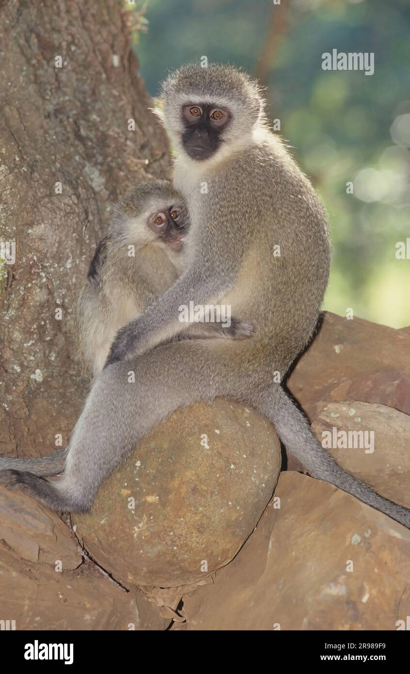 The vervet monkey (Chlorocebus pygerythrus), or simply vervet, is an Old World monkey of the ...