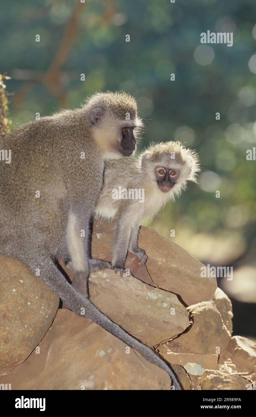 The vervet monkey (Chlorocebus pygerythrus), or simply vervet, is an Old World monkey of the ...