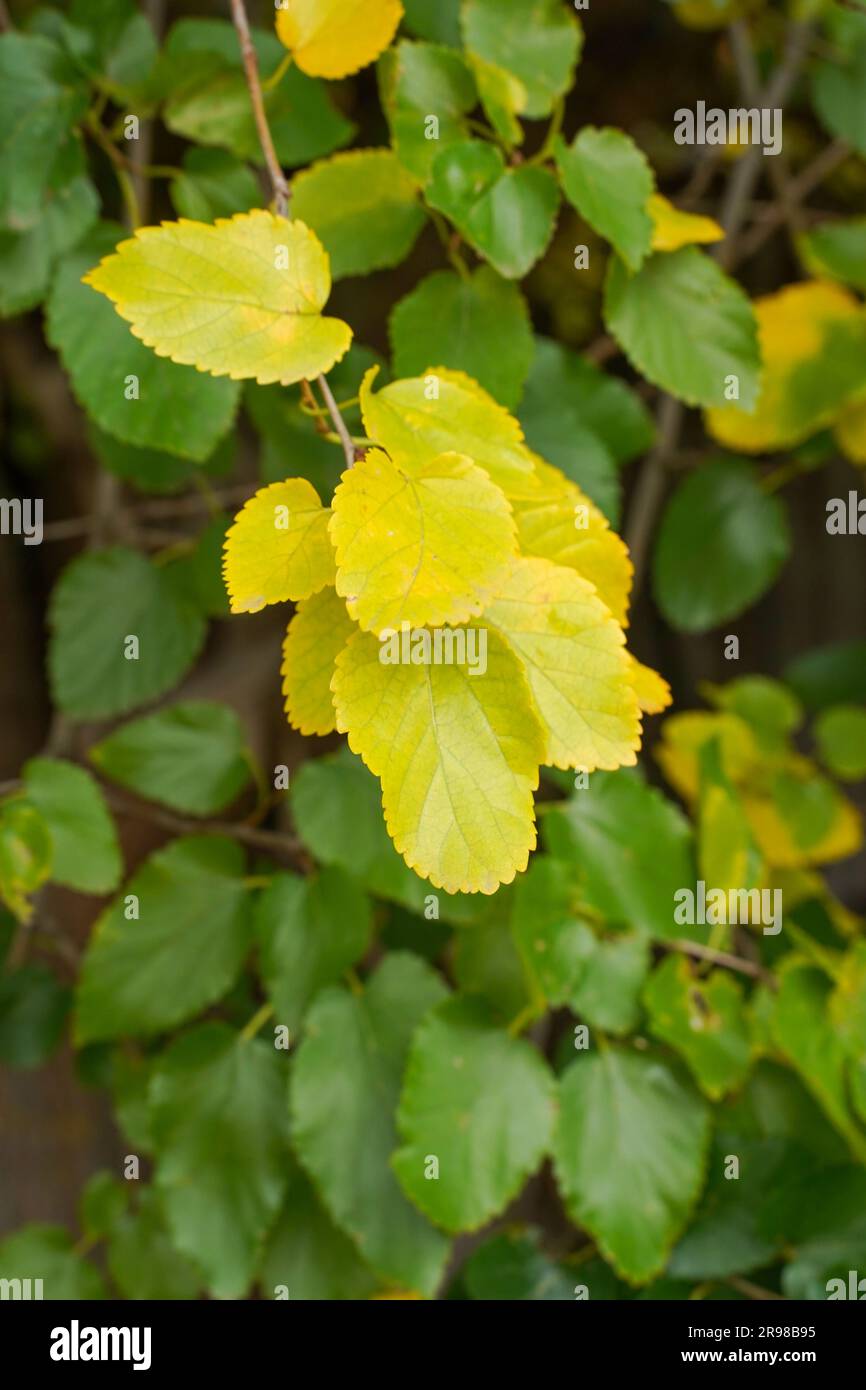 A few yellow leaves against a background of many green leaves, the ...