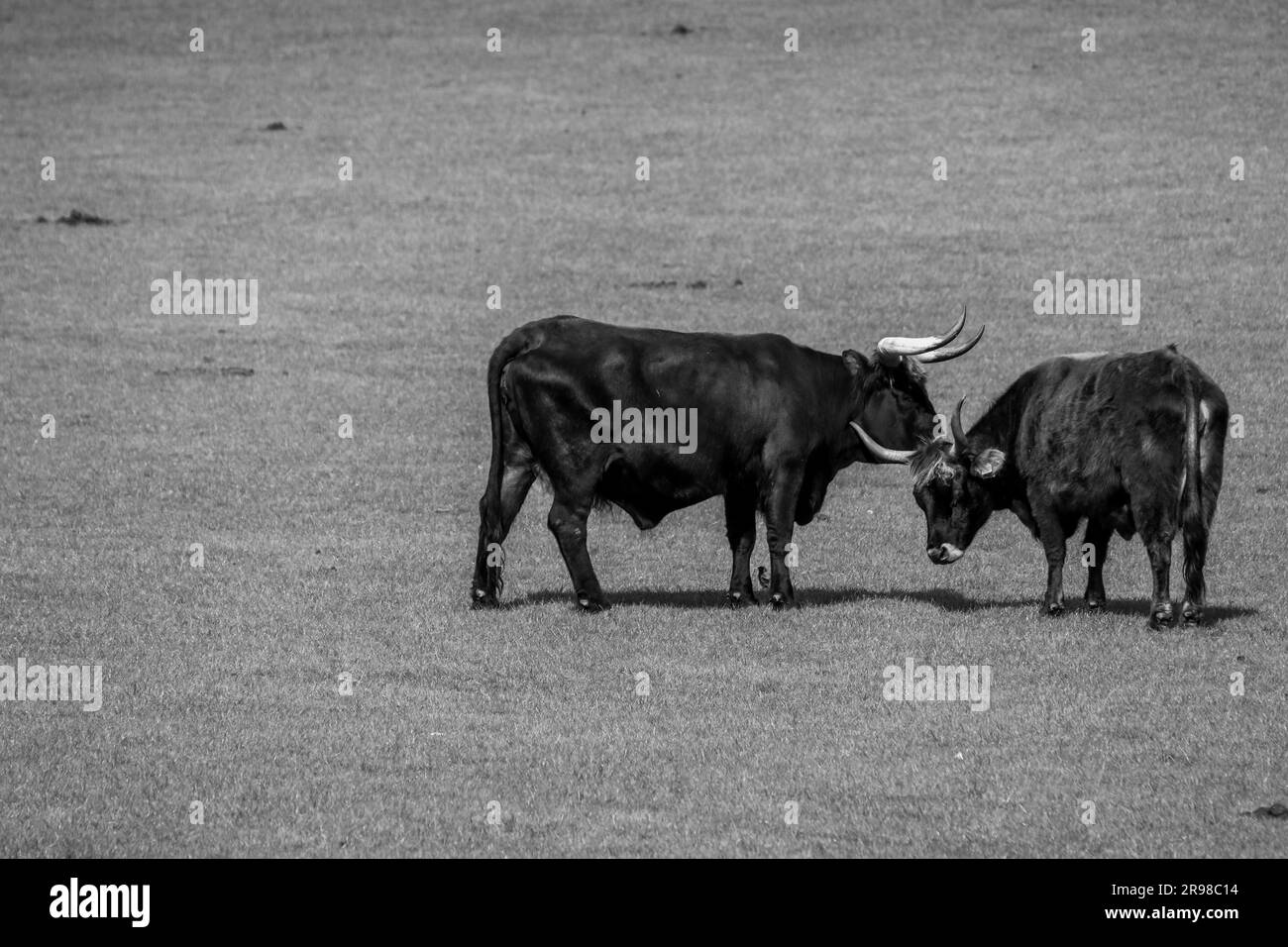 Two bulls summer Black and White Stock Photos & Images - Alamy