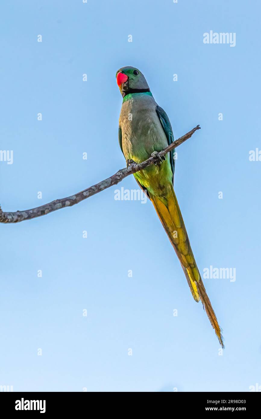 A beautiful blue-winged parakeet (Psittacula columboides) perched on a ...