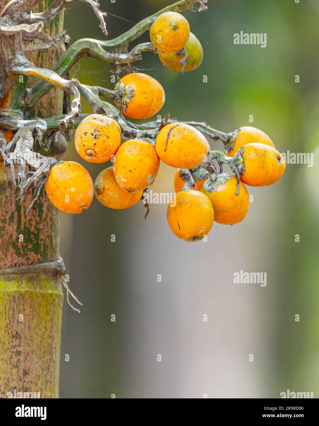 A closeup of a cluster of betel nuts (Areca Catechu) growing on a tree ...