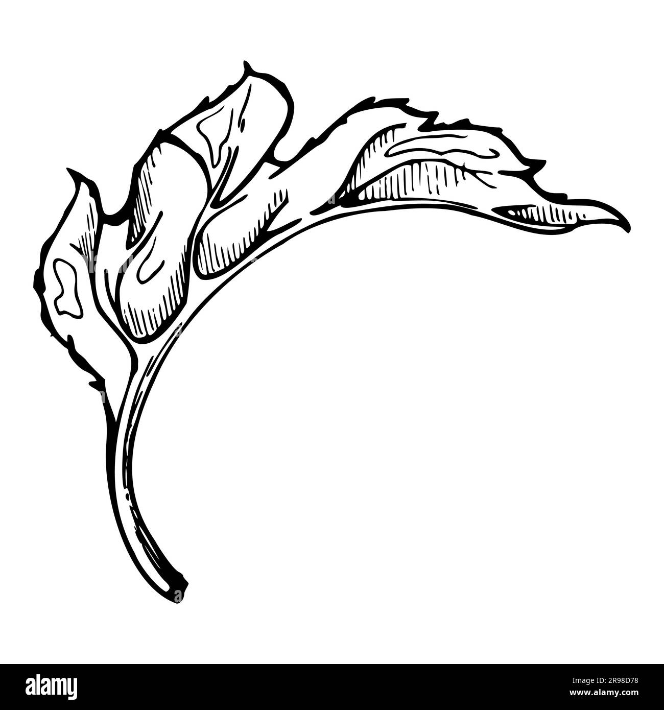 Hand drawn ink vector pumpkin squash leaf, flower. Sketch illustration ...