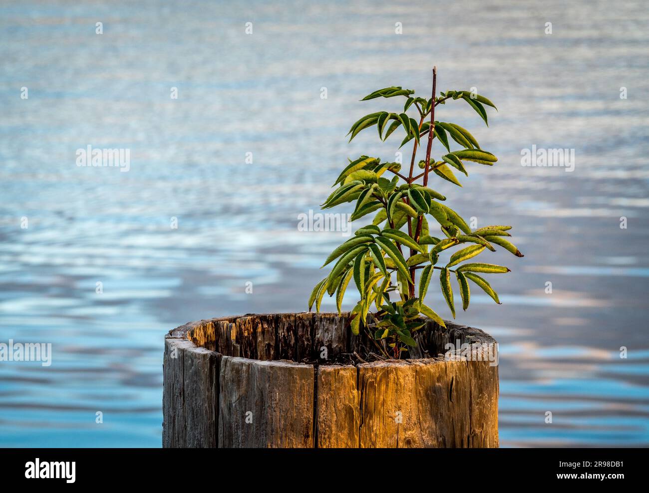 Weathered tree stump stands hi-res stock photography and images - Alamy
