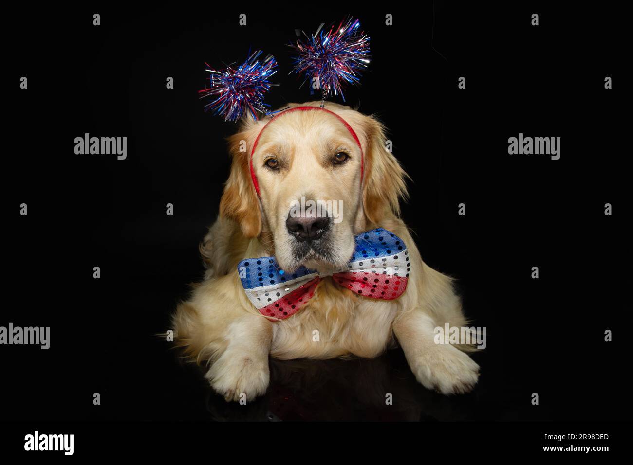 Independence day 4th of july dog. Labrador retriever wearing usa flag ...