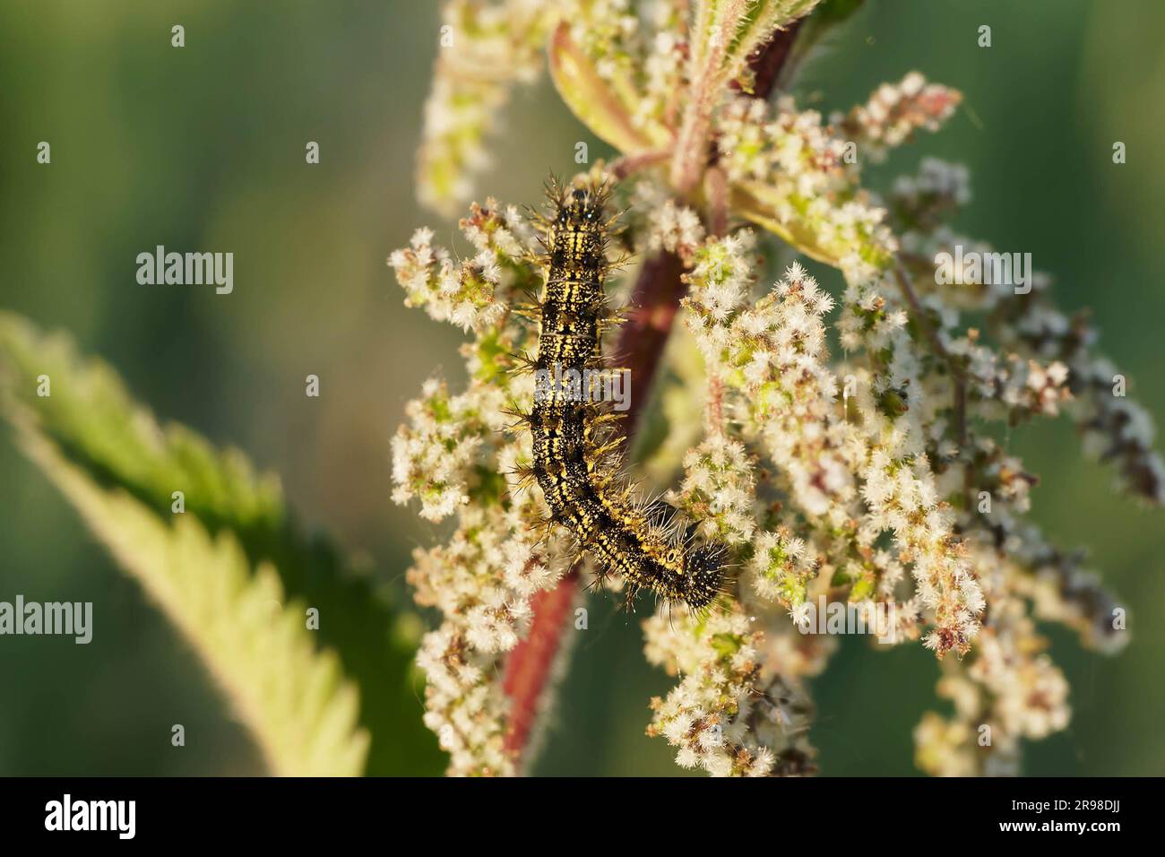 Caterpillar of the small tortoiseshell on a flowering nettle Stock ...