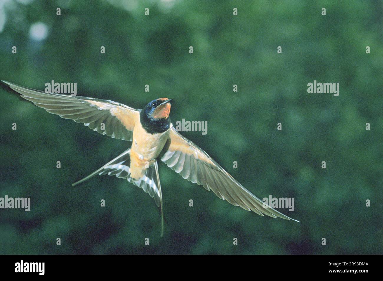 Barn swallows in flight hi-res stock photography and images - Alamy